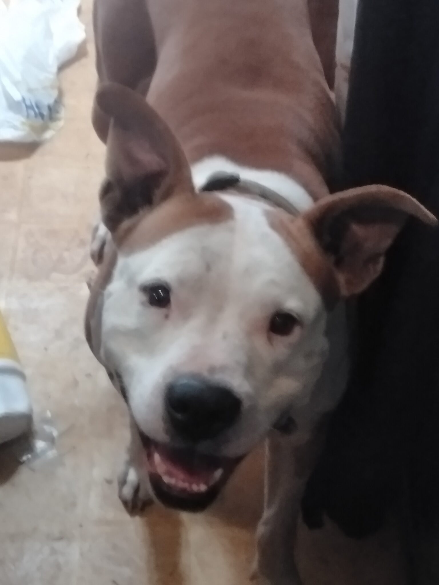 Remembering Best Friends - Rex The TV Terrier