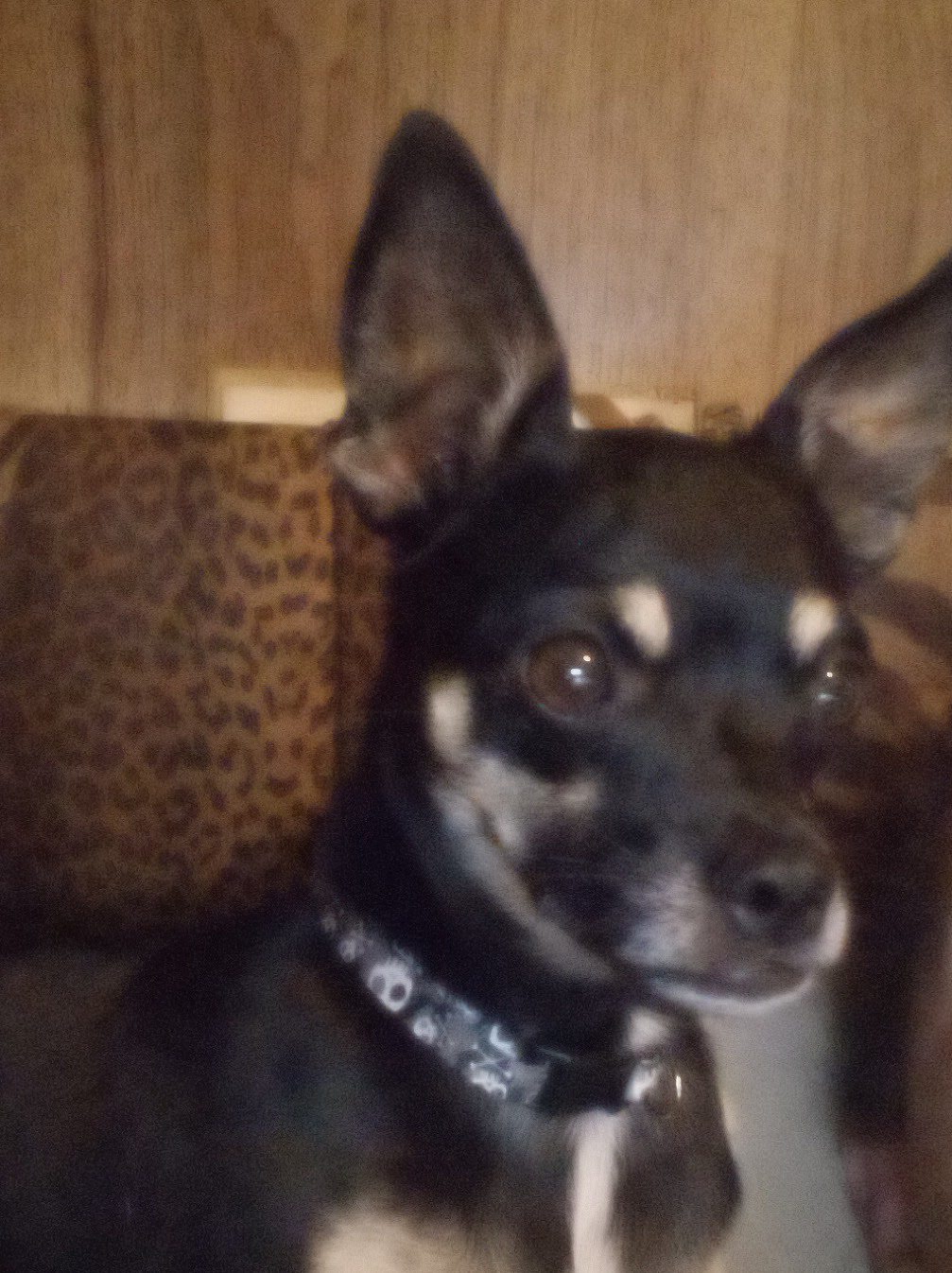 Remembering Best Friends - Rex The TV Terrier