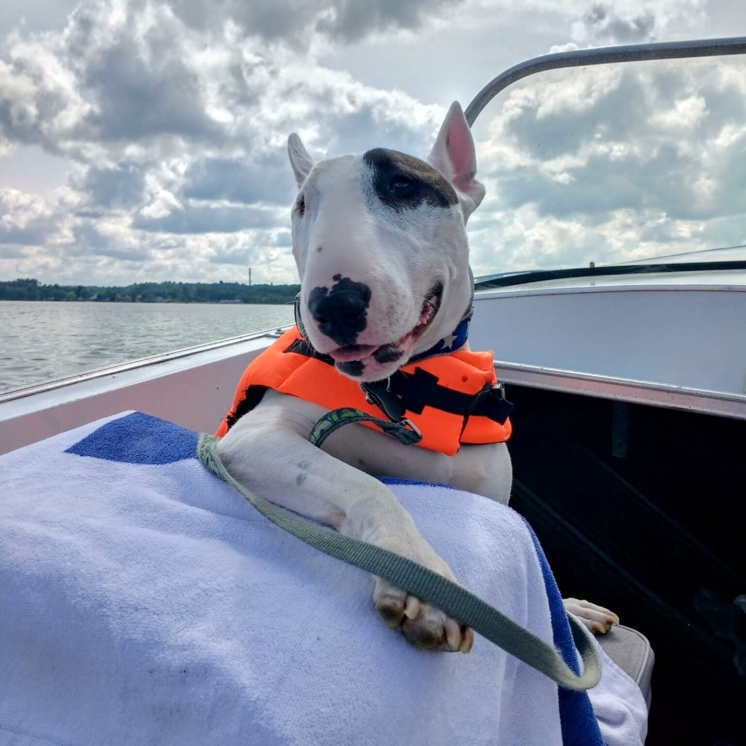 Remembering Best Friends - Rex The TV Terrier
