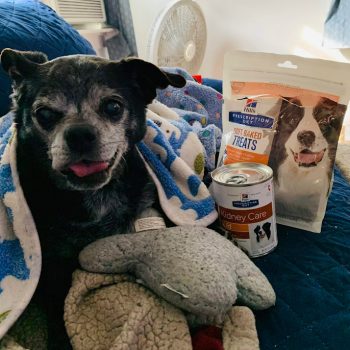 Our Impact - Rex The TV Terrier