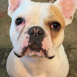 Request Assistance - Rex The TV Terrier