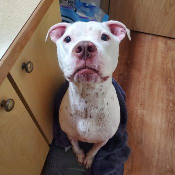 Our Impact - Rex The TV Terrier