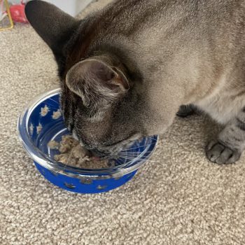 Our Impact - Rex The TV Terrier