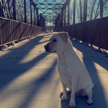 Our Impact - Rex The TV Terrier