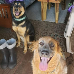 Request Assistance - Rex The TV Terrier